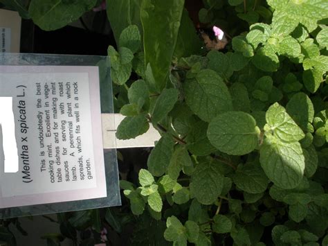 Can You Really Identify These Herbs Trivia Quiz Attempts 380 Trivia Questions