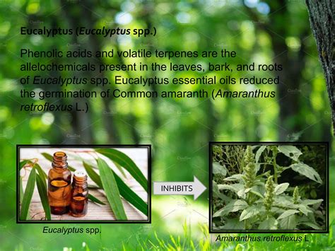 Allelopathy And Its Role In Weed Management Pptx