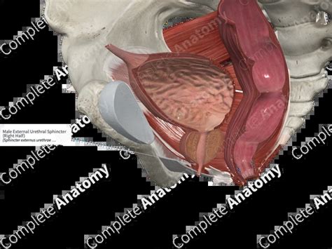 Male External Urethral Sphincter Right Half Complete Anatomy