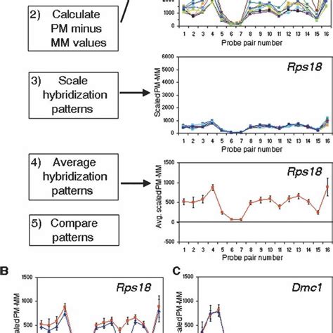 Detection Of Sequence Differences Using Oligonucleotide Array Download Scientific Diagram