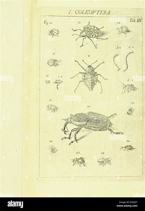 an entomological guide based on the classification of insects by carl