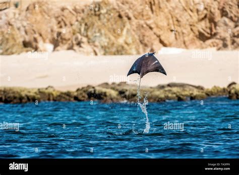 Mobula Ray Jumping Out Of The Water Mobula Munkiana Known As The