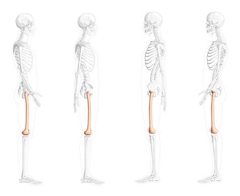 kerangka tulang paha realistis 3d dengan model tibia medis tulang