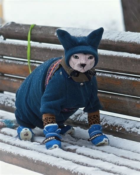 Here Are Some Photos Of Sphynx Cats I Thought Were Naked People Artofit