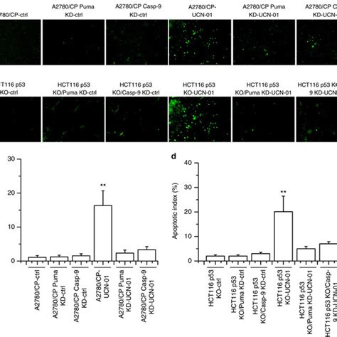 Tunel Assay In Tumor Models Dissected Tumors Were Weighed And Fixed In