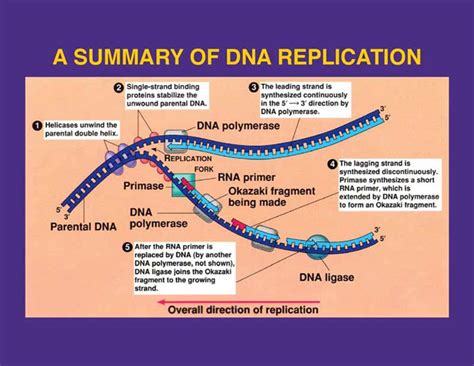 Diagram Of Dna Replication Enzymes Quizlet