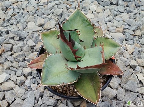 용설란 Agave Titanota `black And Blue` 아가베 티타노타 `블랙 앤 블루` 03 43 다육식물선인장