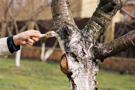 Fruit Trees Home Gardening Apple Cherry Pear Plum Fruit Tree