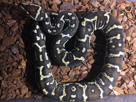 Angolan Python Pair 11 2018 Unrelated Reptile Forums