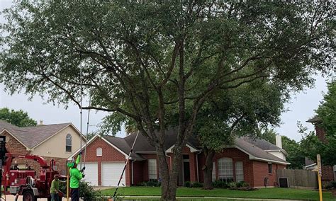 Key Differences Between Tree Trimming Vs Tree Pruning