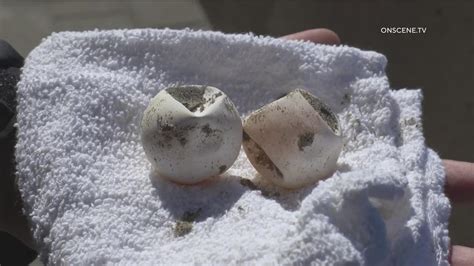 Mystery Eggs Discovered At Imperial Beach What Are They Flipboard