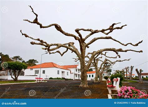 Unusual Plane Trees Stock Image Image Of Crown Leaves 25422995