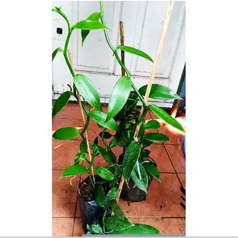 Jual Pohon Vaneli Shopee Indonesia