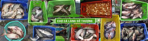 Giá Cá Chim Nước Ngọt Giá Cá Chim Trắng Và Giá Cá Chim đen Là Bao