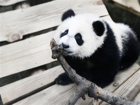Fan Xing un panda gigante que era entrenado como macho y resultó ser