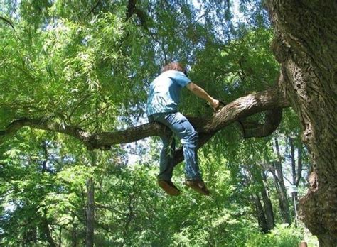 15 Best Images About Tree Removal How Not To Do It On Pinterest Trees Told You And A Tree