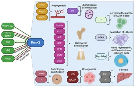 “a Friend Among Strangers” Or The Ambiguous Roles Of Runx2