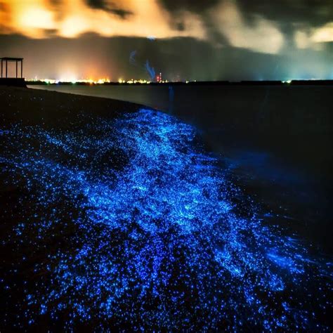 9 Places To See The Surreal Beauty Of Bioluminescent Beaches Islands And Islets