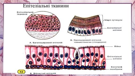 Біологія 7 клас Тканини тварин Будова тварин