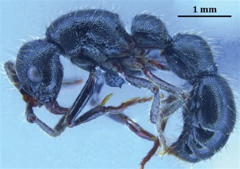 Cerapachys Bispinatus Chinese Ant Database Chinese Antweb