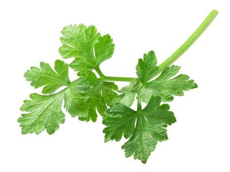 Fresh Parsnip Leaflets Pastinaca Sativa Foliage Isolated Stock Image