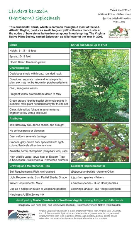 Best 13 Benthamidia Florida Flowering Dogwood Artofit