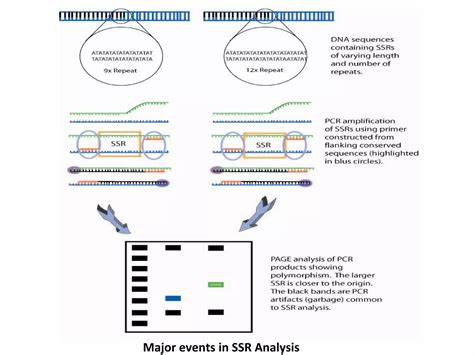 Molecular Markers Their Application In Crop Improvement Ppt