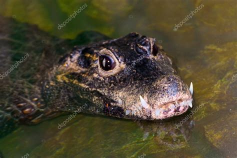 Cocodrilo enano su nombre científico es Osteolaemus tetraspis 2023