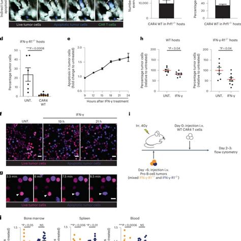 Car4 T Cell Derived Ifn γ Directly Acts On Tumor Cells To Promote Tumor
