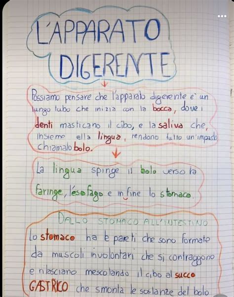 Apparato Digerente Scienza Lezioni Di Scienze Quaderni Scientifici