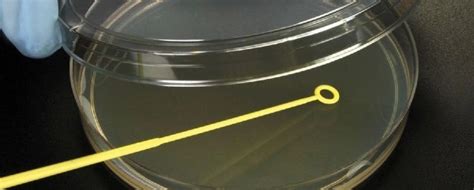 Safe Microbiology Practices