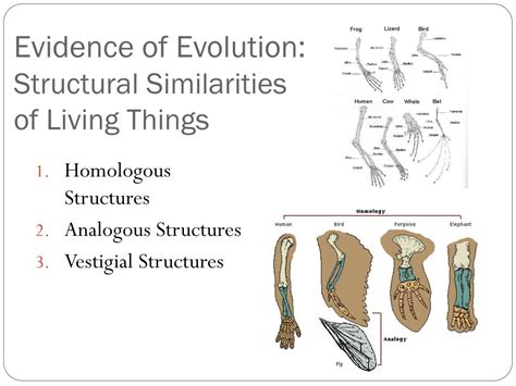 Ppt Evolution And Adaptation Notes Powerpoint Presentation Free