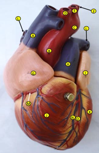 Anatomy The Cardiovascular System Heart Flashcards Quizlet