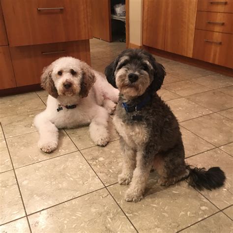 My 2 Beautiful Puppers ️ Scrolller