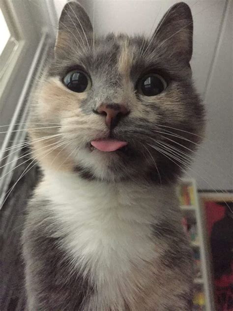 Funny Cats Part 191 40 Pics 10 Gifs Amazing Creatures