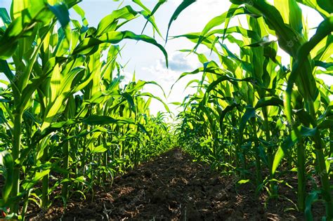 Plantação De Milho Fazenda De Plantas De Milho Cultivo De Milho
