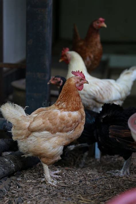 Rhode Island Red Chicken Stock Image Image Of Chickens 325796141