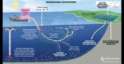 Ocean Visions Creates Road Map To Advance Research And Development For Microalgae Based Carbon