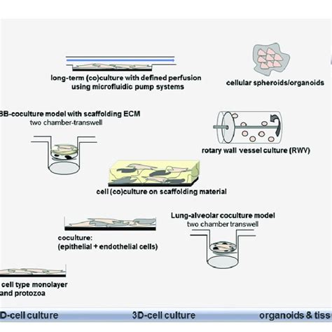 Schematic Illustration Of Different Cell Culture Models Presented In