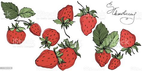 벡터 딸기 과일입니다 녹색 잎입니다 빨강과 녹색 잉크 아트가 새겨져 있습니다 고립 된 딸기 일러스트 요소입니다 0명에 대한 스톡 벡터 아트 및 기타 이미지 Istock