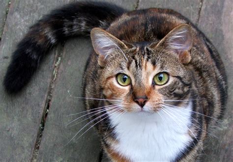 What Type Of Cat Is This Tabby Or Calico Yahoo Answers