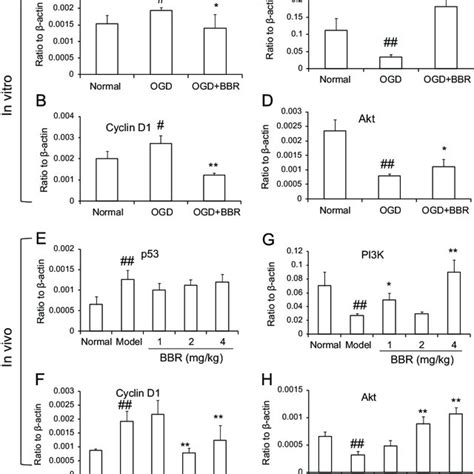 Effect Of Berberine Bbr On Mrna Expressions Of P53 Cyclin D1 Pi3k
