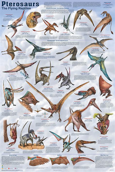 Pterosaurs Poster Dans Dinosaurs