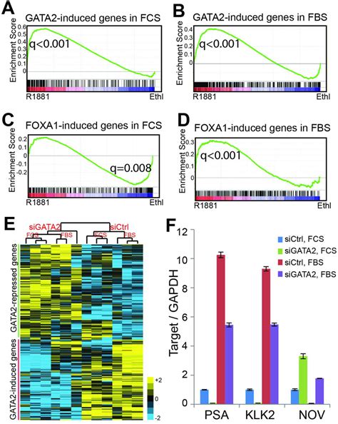 FOXA1 Acts Upstream Of GATA2 And AR In Hormonal Regulation Of Gene Expression PMC