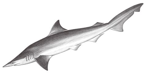 鱟鮫 Oceantag 學習網