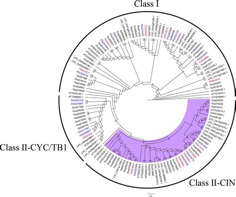 the phylogenetic tree of the tcp transcription factor families the tcp
