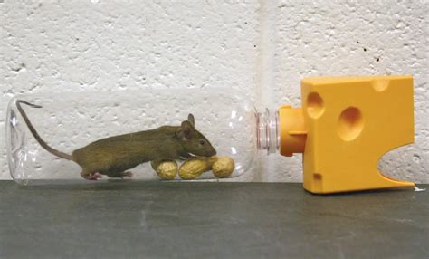 DIY Homemade Mouse Trap Say Goodbye To Mice