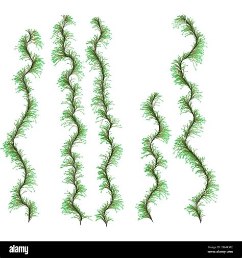 Algae Green Water Cut Out Stock Images And Pictures Alamy