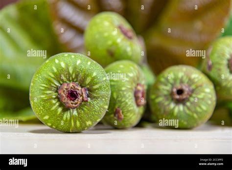 Garden Fig Ficus Auriculata Red Fig Treeexotic Plant From Malaysia