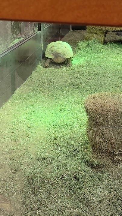 Turtle 🐢 Shortvideo Shortsfeed Youtubeshorts Happy Youtube